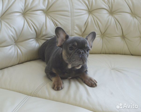 Подрощенная девочка Голубой с Подпалом окрас