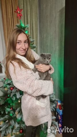 Шотландский вислоухий кот в добрые руки