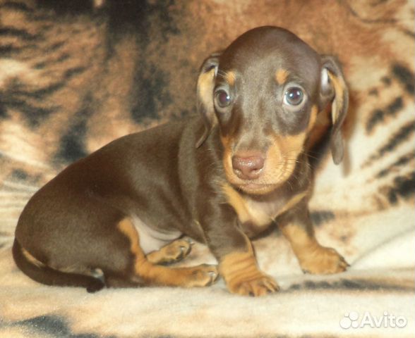 Шоколадная красотка