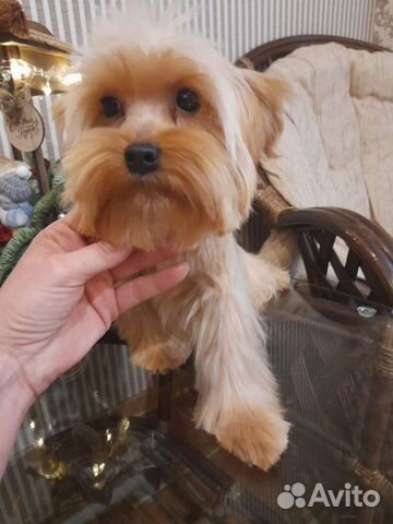 Йоркширский терьер голдаст мини мальчик