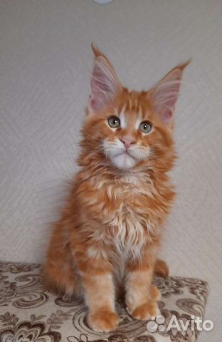 Рыжий парень