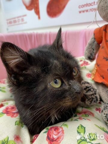 Котёнок в ответственные руки