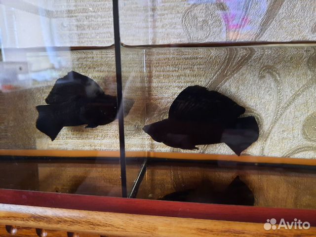 Велифера Нигра