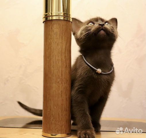 Бурманские котята