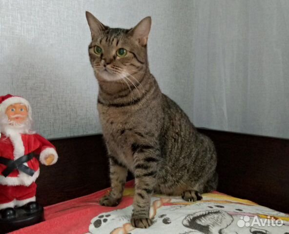 Кот в добрые руки