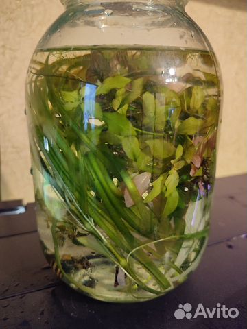 Набор растений для аквариума, ряска, улитки Хелена