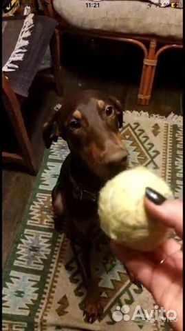 Доберман щенок