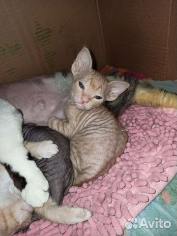 Канадский сфинкс котенок