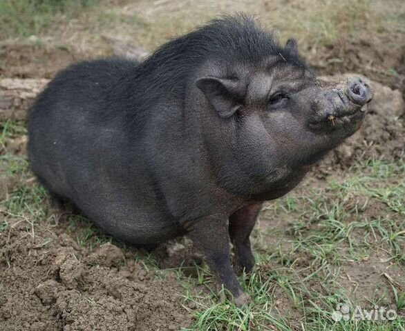 Вьетнамский вислобрюхий хряк