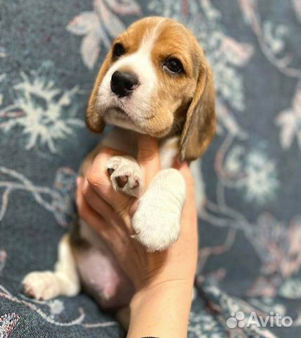 Бигль высокопородный