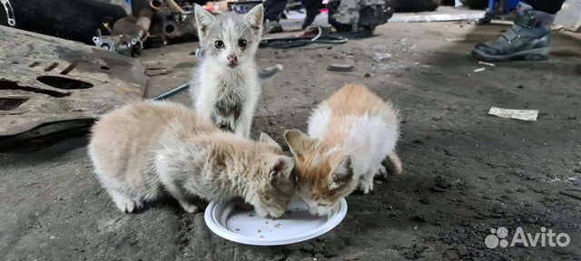 Котята