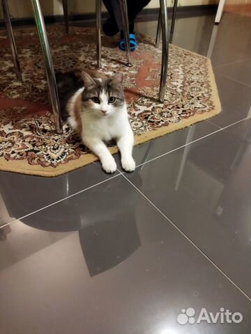 Очень милая красивая кошечка ищет дом