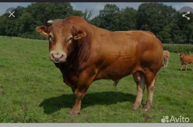 Быки на мясо