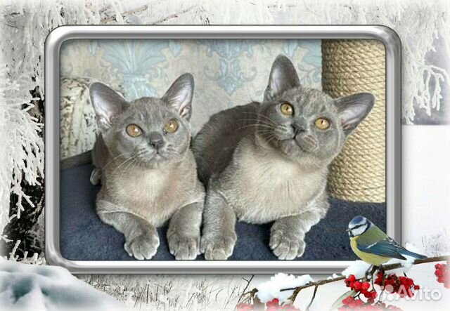 Бурманские котики