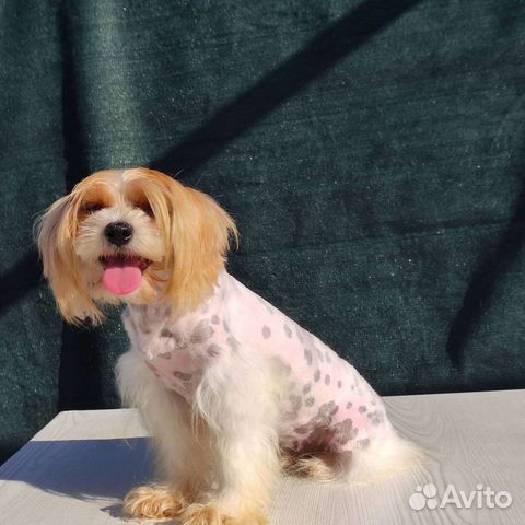 Собака шоу класс, эксклюзивная порода