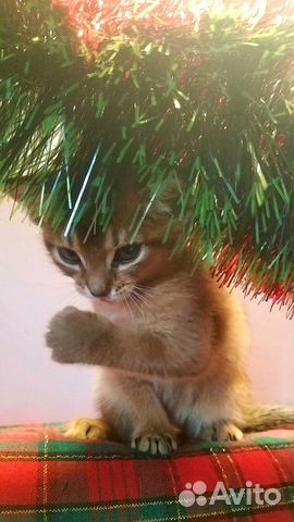Котенок который очень любит детей