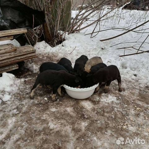 Поиск дома щенкам