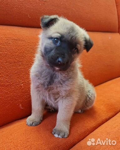 Щеночек ищет хозяев