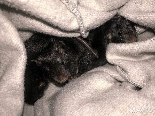 Крысята дамбо