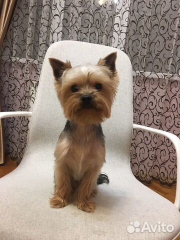 Йоркширский терьер