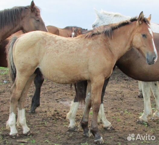 Богатырский жеребчик, подбираем пары