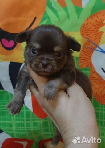 Чихуахуа мальчики длинношёрстные