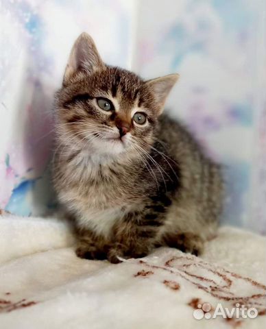 Шпротинка в дар