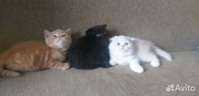 Шотландские котята