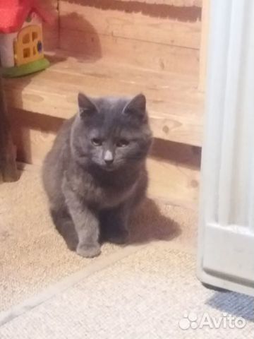 Британский котёнок с человечками глазами в дар