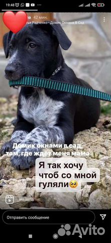 Щенок Дратхаар