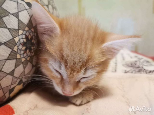 Котята в заботливые руки