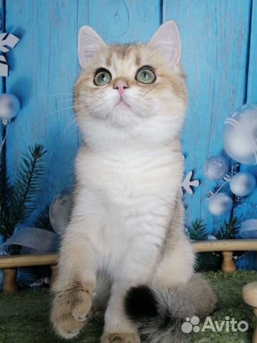 Британская кошка золотая шиншилла