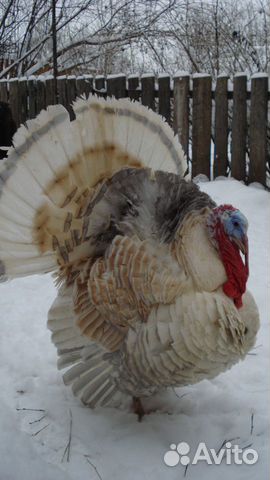 Инкубационное яйцо домашних индюков