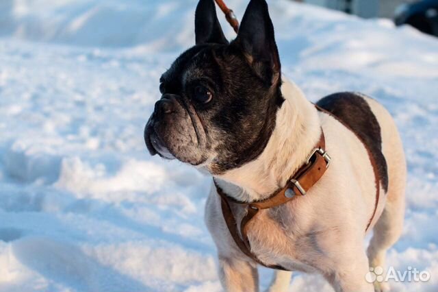 Французский бульдог