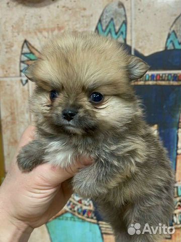 Померанский шпиц мини мальчик