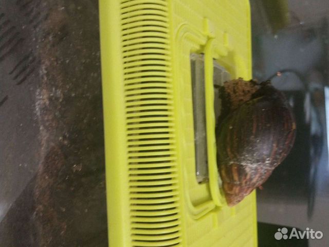 Улитка африканская ручная