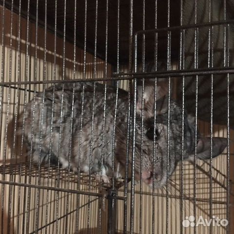 Шиншилла с клеткой