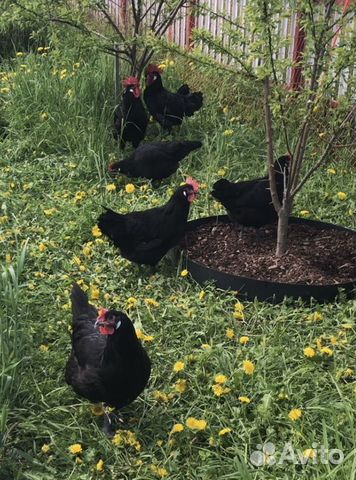 Инкубационное яйцо кур Барбезье