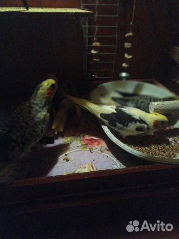 Попугай корелла птенцы