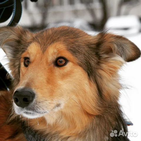 Чудесный пес ищет дом