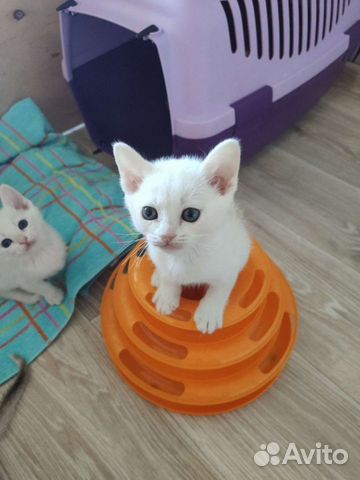 Котенок бурмилла