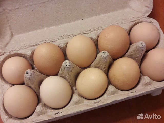 Инкубационное яйцо породистых кур Фавероль, Мехеле