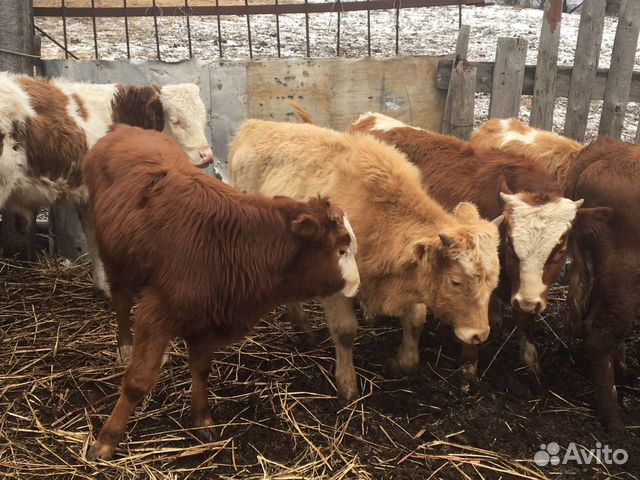 Бычки на откорм