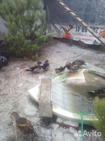 Утки каролинки