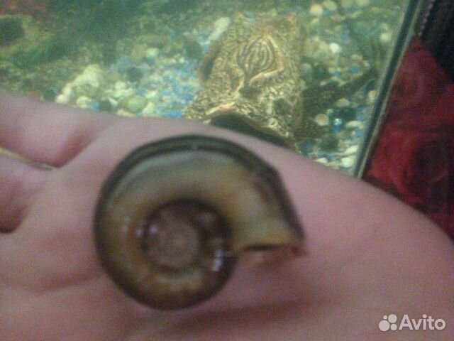 Улитки Мариза