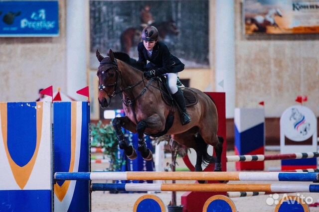 Ганноверский мерин