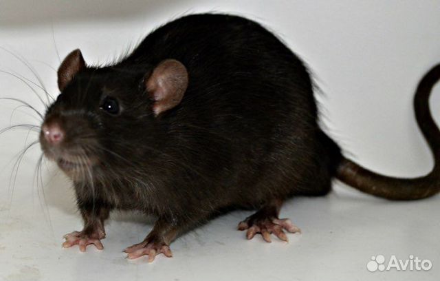 Декоративная крыса