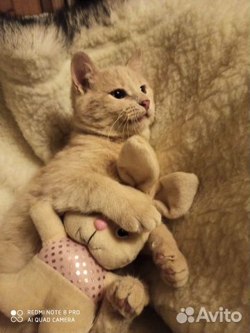 Котенок Абрикос