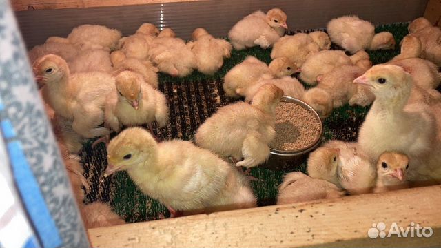 Индюшата хайбрид конвертер, Биг6