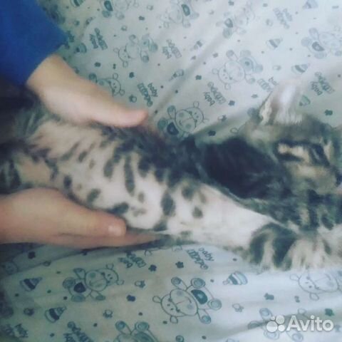 Котята бенгальской кошки,отдам